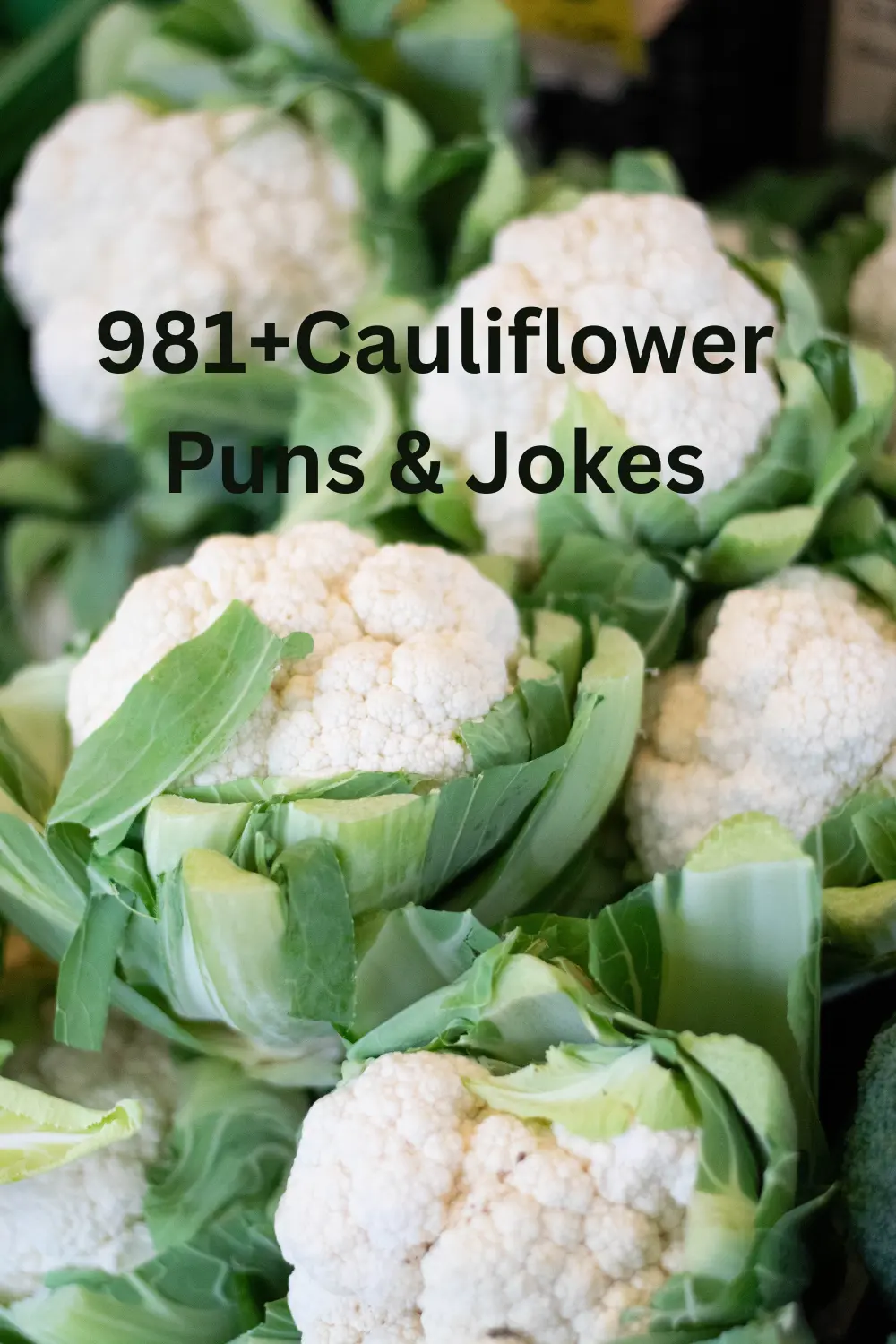 981+Cauliflower Puns & Jokes